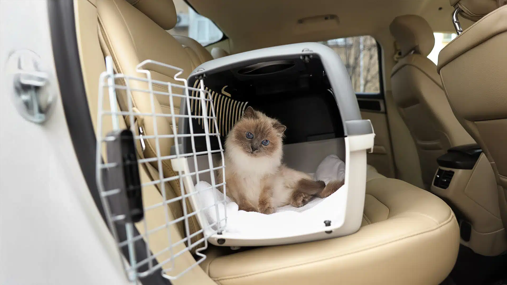 Cat content mal anders: Wenn die Katze im Auto mitfährt - Verti ...